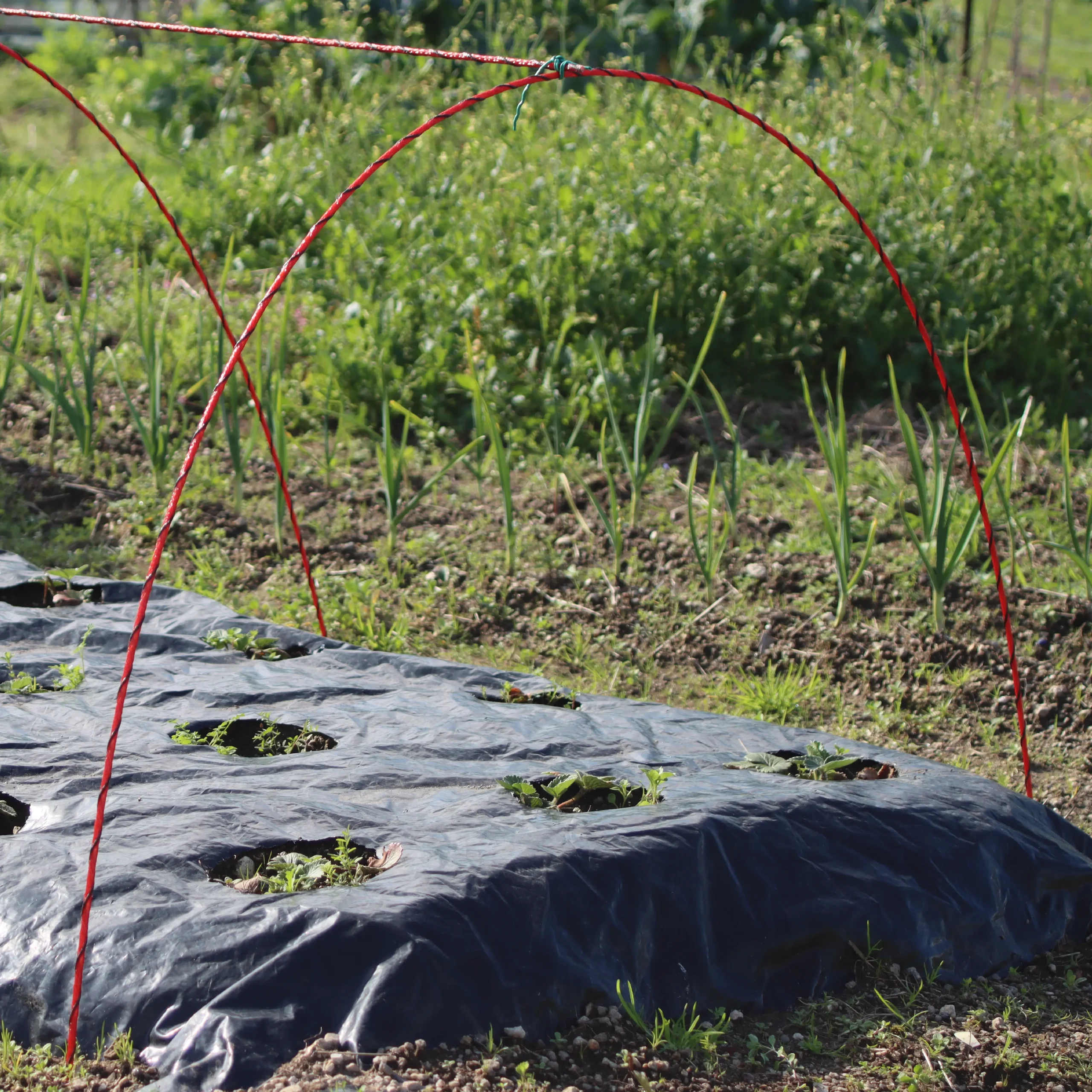 The Braided Composite Rebar: The Sustainable Revolution for Agriculture ...